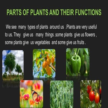 Parts of plants and their functions .pdf