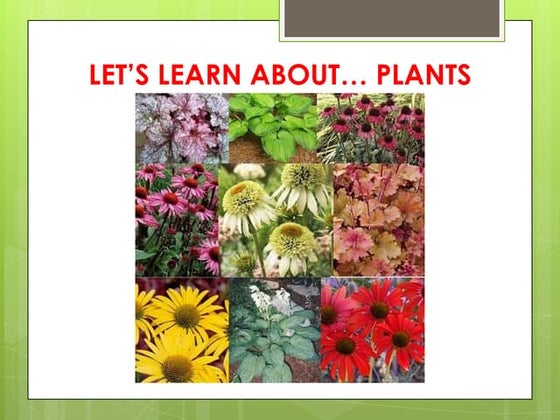 Parts of plants we eat | PPTX