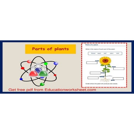 Plants Stem Parts worksheets for kids... | PDF