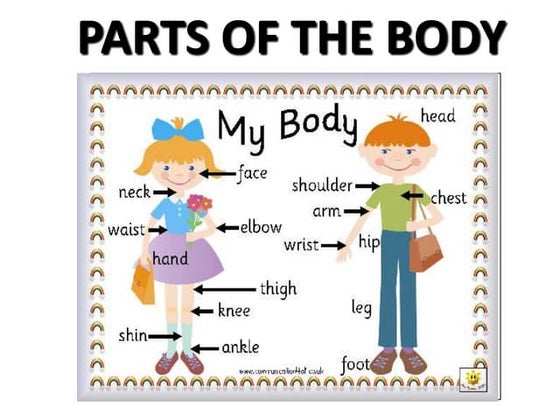 THE BODY PARTS PPT | PPTX