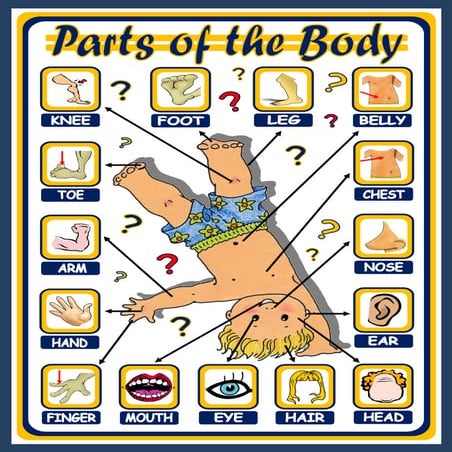 Parts of the body poster | PDF