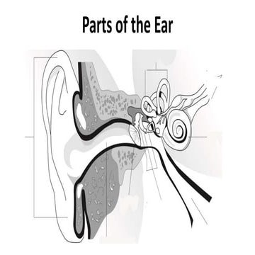 Parts of the Ear* | PPTX