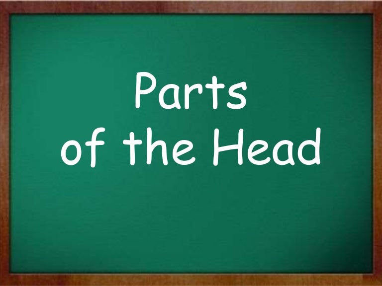 Parts Of The Head Parts Of The Head