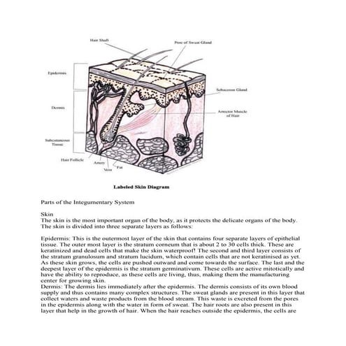 Integumentary System Diagram For Kids