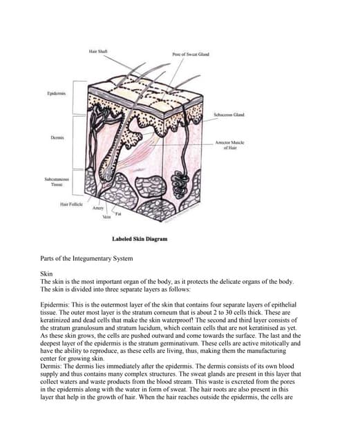 INTEGUMENTARY SYSTEM INTEGUMENTARY SYSTEM | PPT