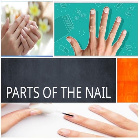 nail anatomy.pptx