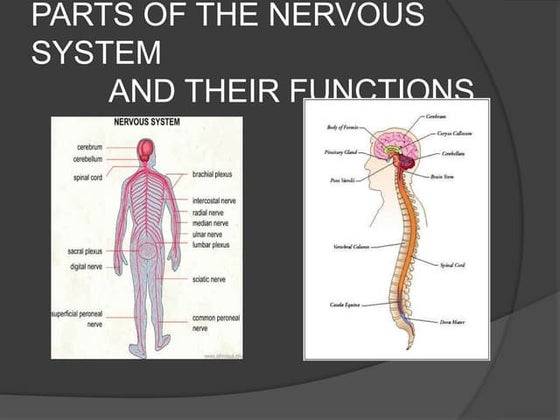 Nervous System Parts And Functions Powerpoint A Level Psychology THE