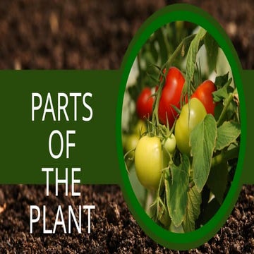 Parts of a plant ppt | PPT