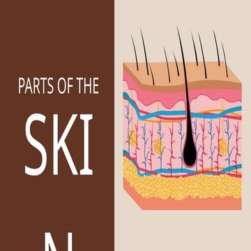 Parts of the Skin Science Presentation in Colorful Illustrative Style.pdf