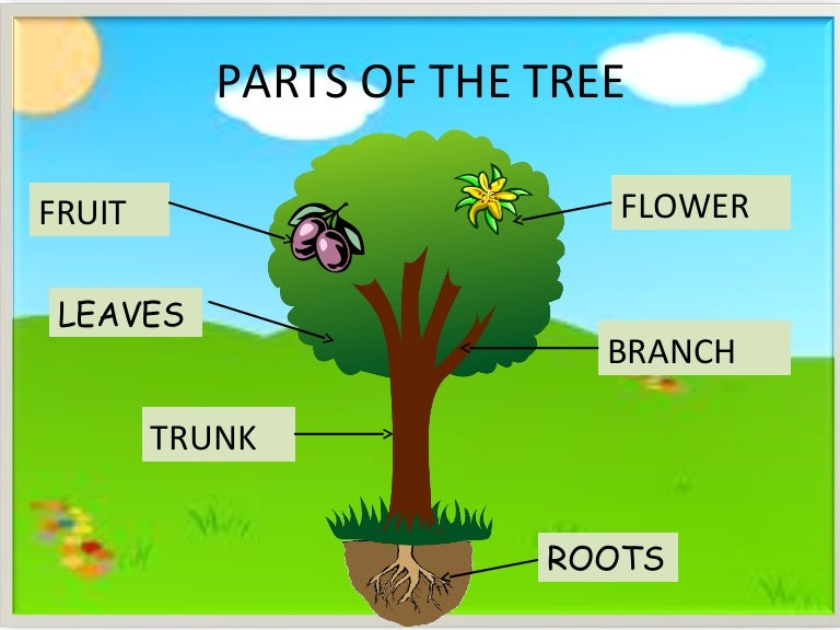 Partsofthetree partsofthetree