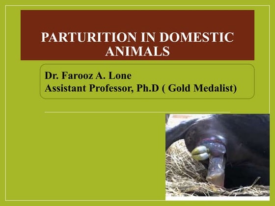 Vet obst lecture 5 Parturition in domestic animals | PPTX