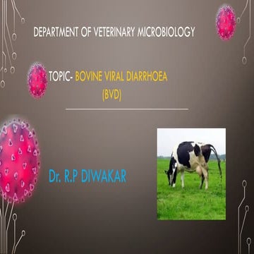 Comprehensive Overview of Bovine Viral Diarrhoea (BVD) in Cattle | PPTX