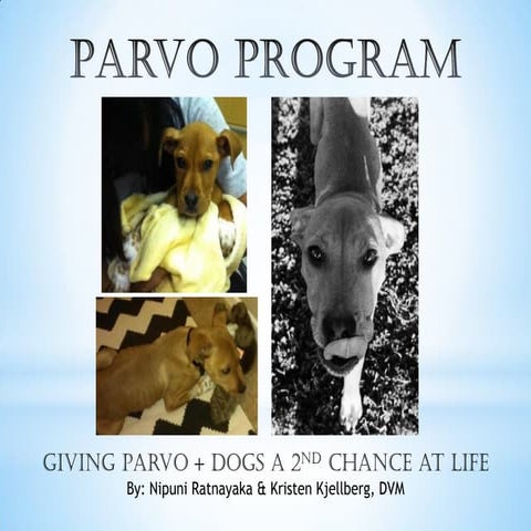 Parvo Program | PDF | Infectious Diseases | Diseases and Conditions