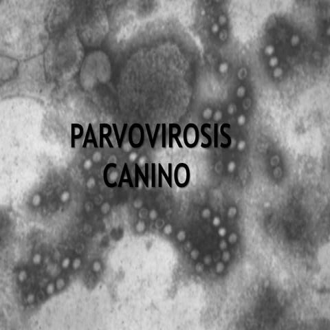 parvovirus.pdf