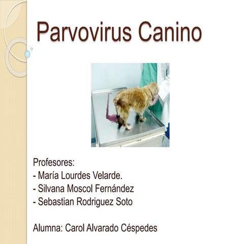 Parvovirus canino. | PPTX