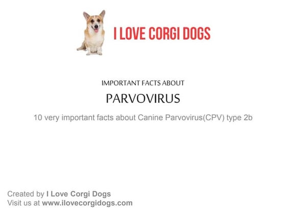 Canin parvovirus disease | PPT | Infectious Diseases | Diseases and ...