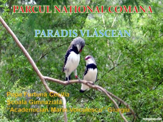 Geografie padurea ecuatoriala | PPT