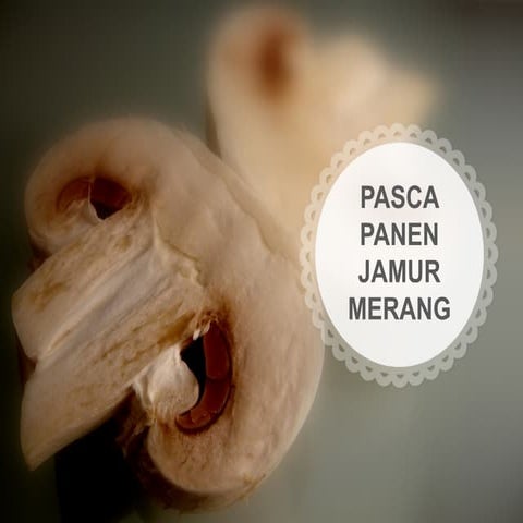 Proses pasca panen jamur merang konsumsi.pptx