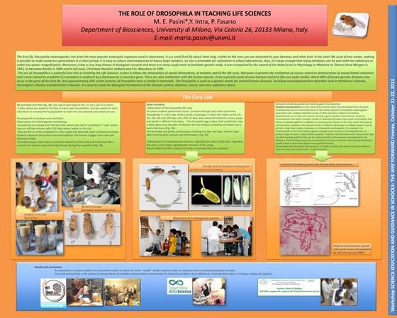 Drosophila Features, Life Cycle & Culture | PPTX
