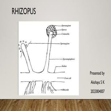 PAT 201 detail information about RHIZOPUS | PPTX