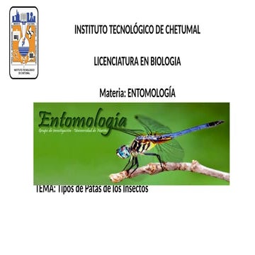 Entomologia, morfologia de los insectos,Torax.pptx