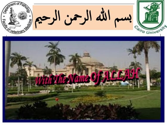 An Unusual Clostridium Colinum Infection In Broiler Chickens | PDF ...