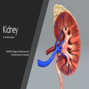 Kidney Structure Histology Youtube Histology At SIU, Renal Corpuscle