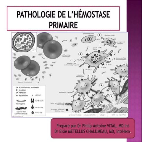 Interprétation d'un bilan d'hémostase TP TCK INR | PPTX
