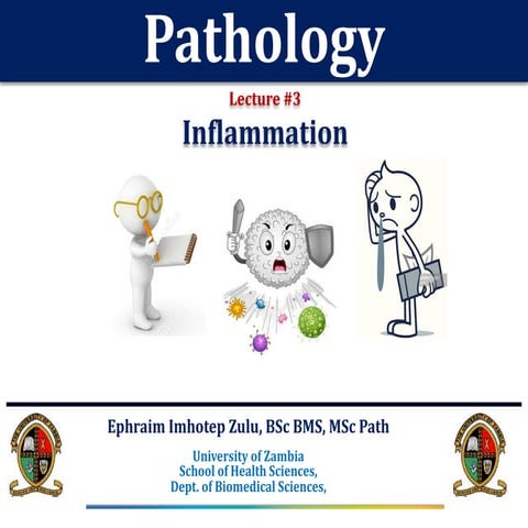 PATHOLOGY - 03 - Inflammation.pdf medicine | PDF