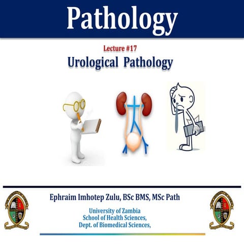 PATHOLOGY - 17 - Urological Pathology.pdf