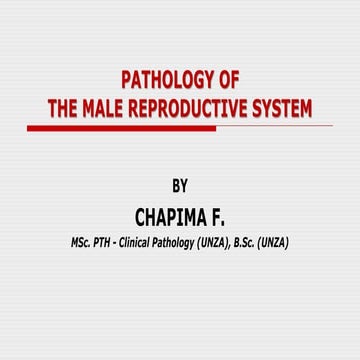 Mind maps pathology male reproductive system