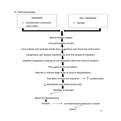 Pathophysiology Dengue fever