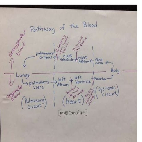 Pathway of the blood | PPTX