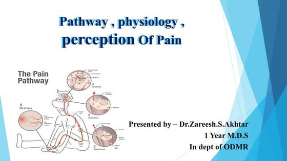 Physiology of Pain – Somatic, Visceral and referred reflexes | PPT