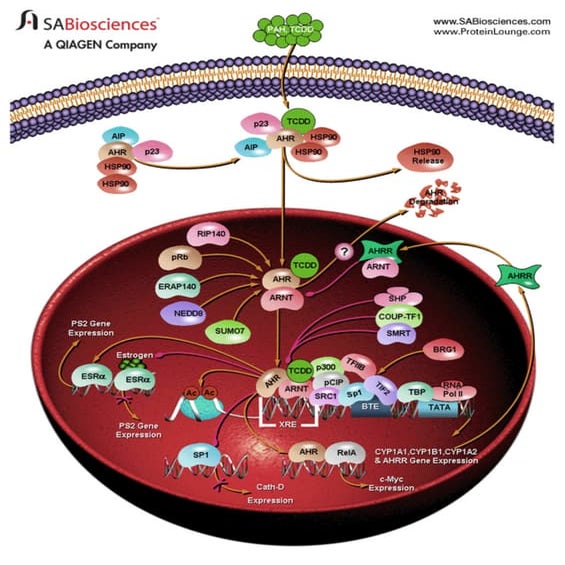 Pathways in human_cancer | PDF