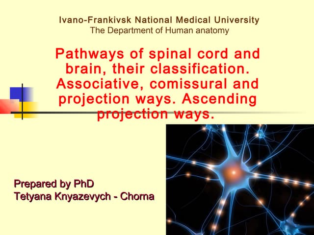 ASCENDING TRACTS | PPT | Brain and Nervous System Disorders | Diseases ...