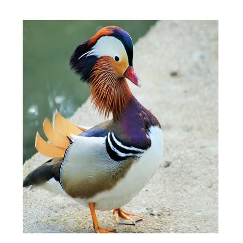Patito | PPT
