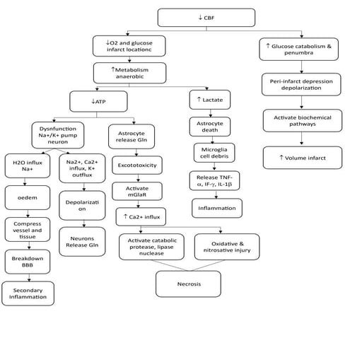patof 1.docx | Brain and Nervous System Disorders | Diseases and Conditions
