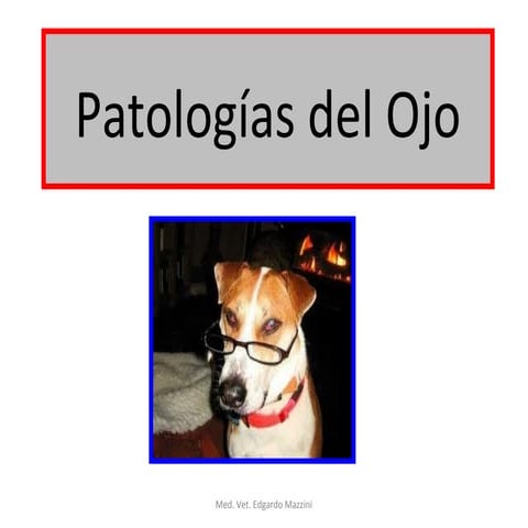 La Blefaritis Es Contagiosa En Perros
