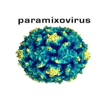 PARAMIXOVIRUS | PPT