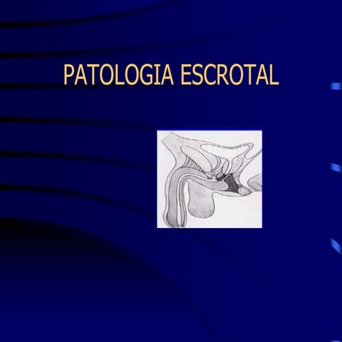 Patologia Escrotal | PPT