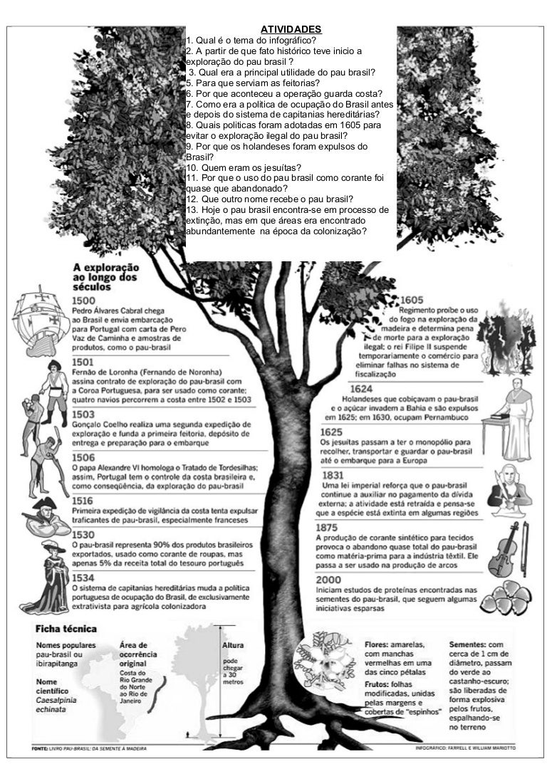 Pau brasil infografico