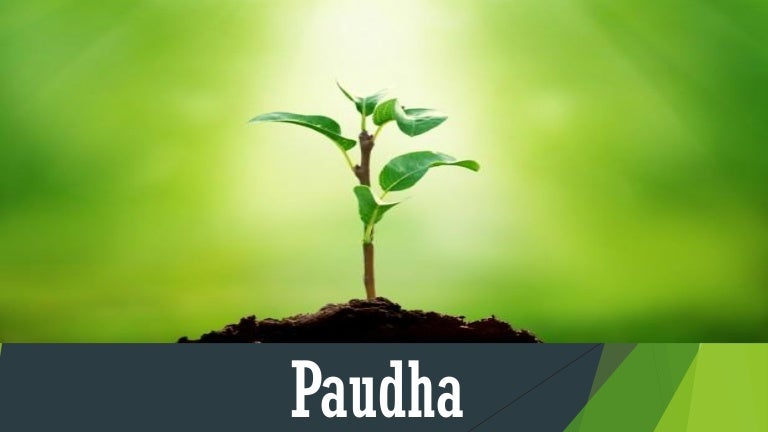 Paudha - A step towards greenery