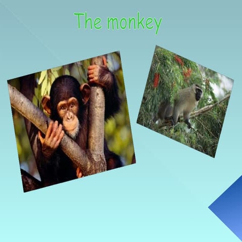 Paula , nada and ahlam | PPT