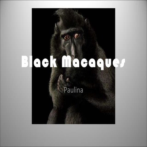 Paulina - Black macaques | PPT