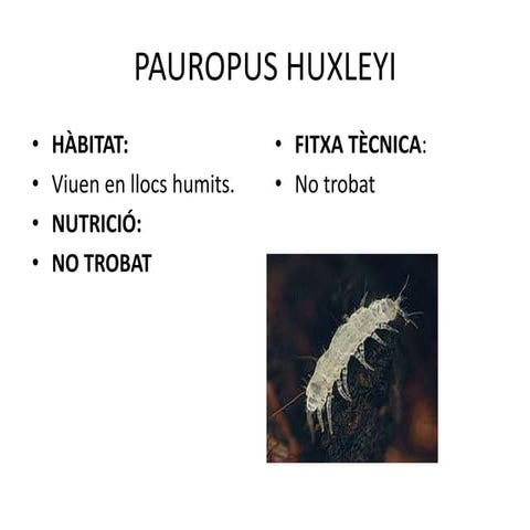 Pauropus huxleyi | PPT