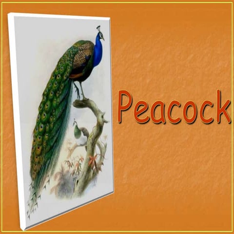 Peacock | PPSX