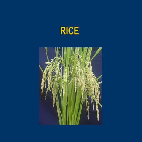 Morphology_and_growth_stages_of_Rice[1].pptx