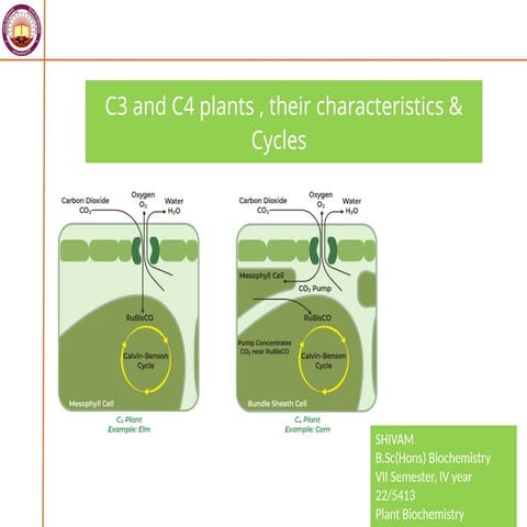 C4 pathway | PPTX