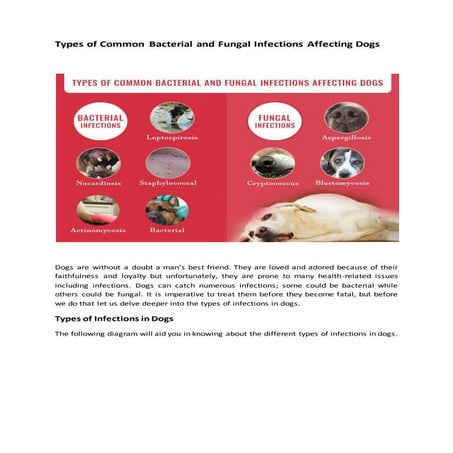 TYPES OF COMMON BACTERIAL AND FUNGAL INFECTIONS AFFECTING DOGS | DOCX